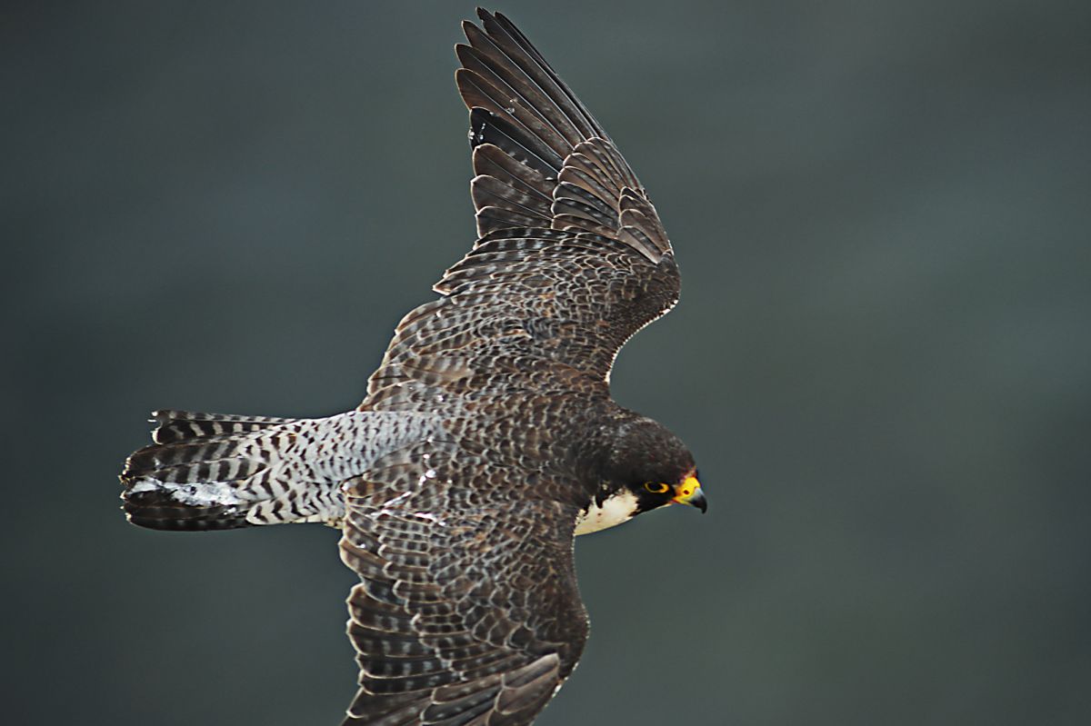 Back of Falcon | GANREF