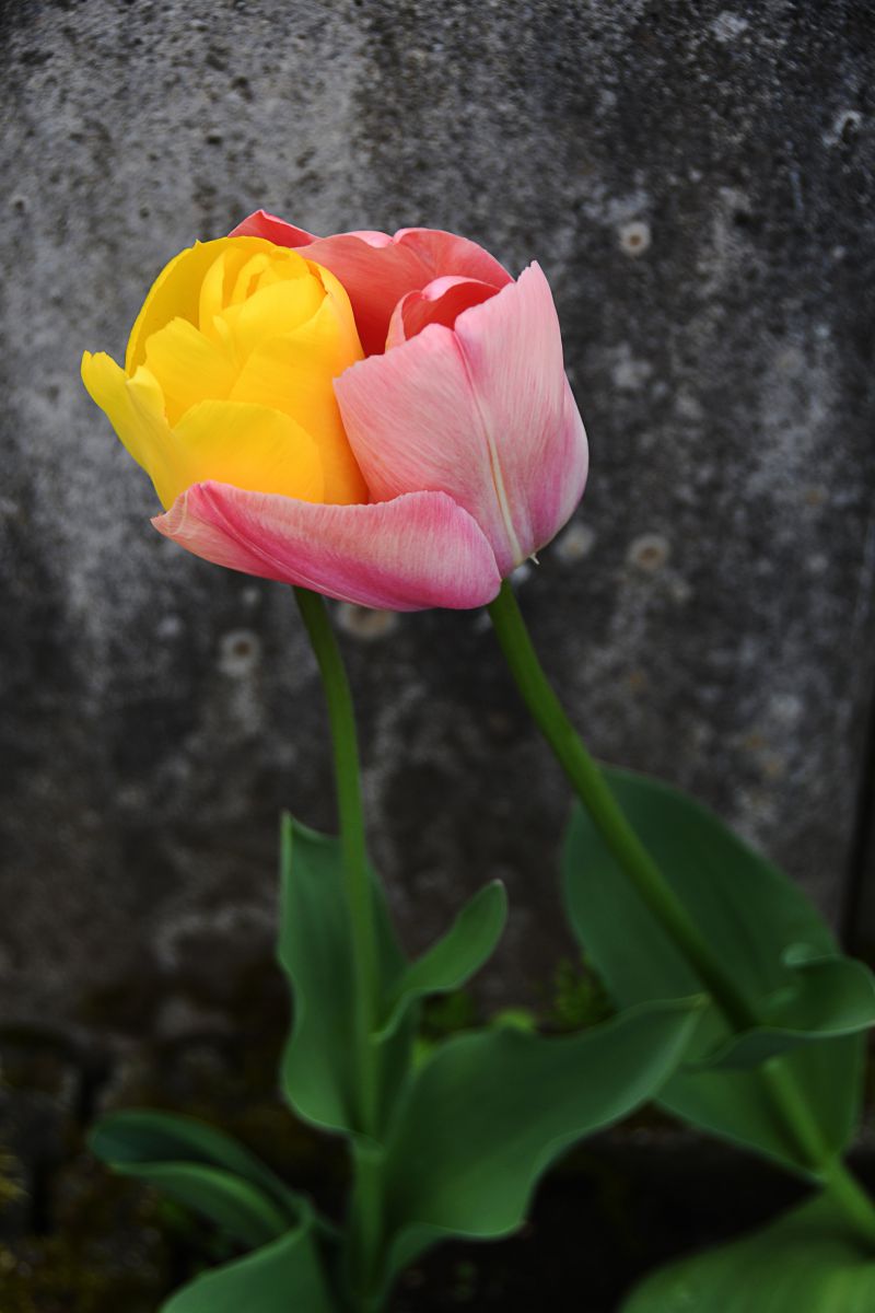 守ってあげるよ | GANREF