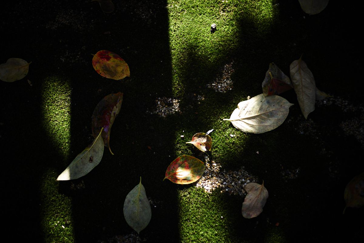 落ち葉物語b | GANREF