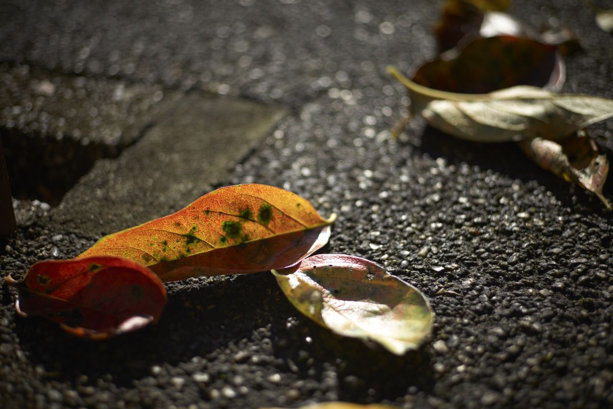 落ち葉物語a | GANREF