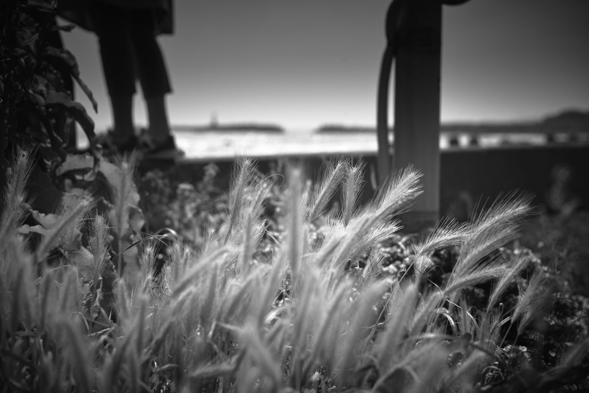 浜を吹く風 | GANREF