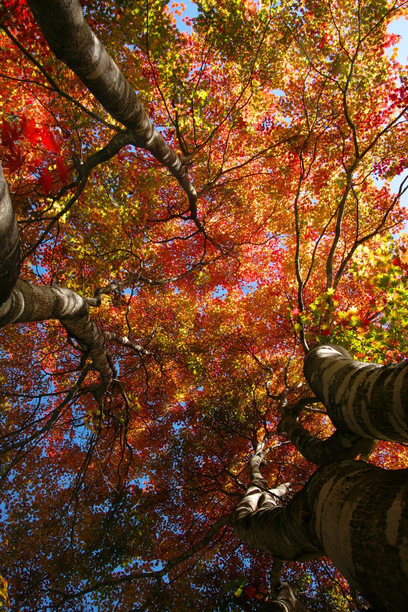 織りなす | GANREF