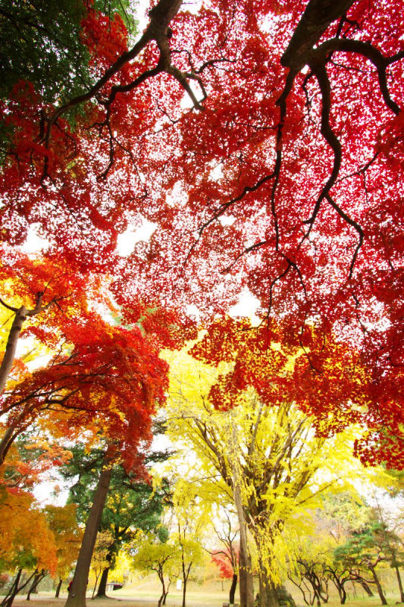 神々しい彩り | GANREF