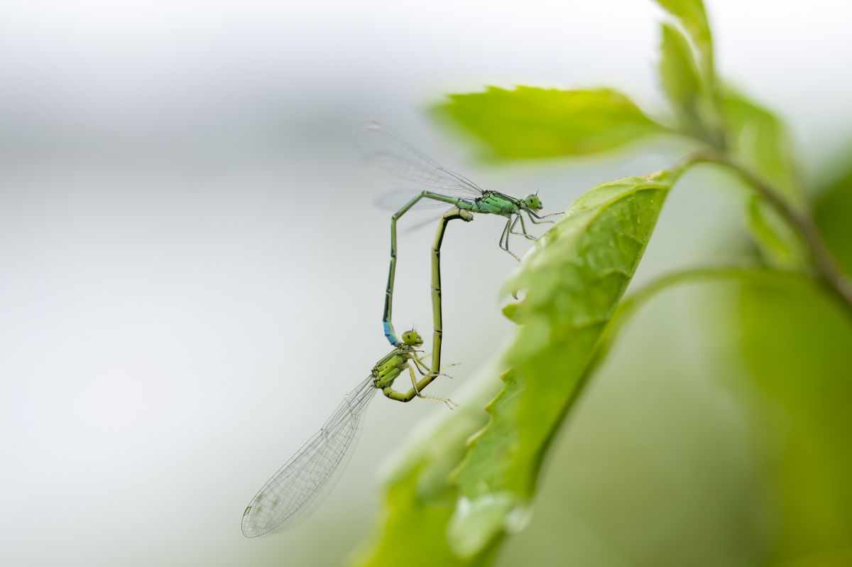 Smart Heart | GANREF