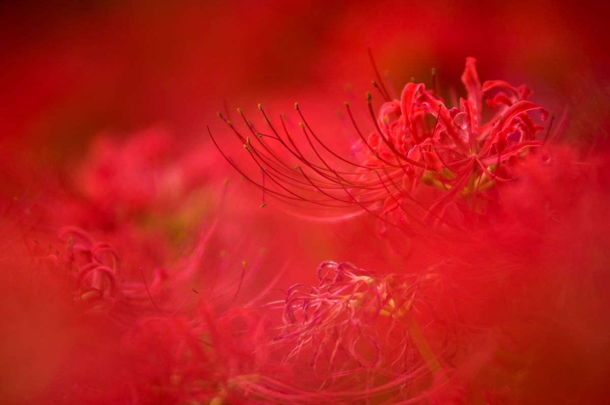 The dark side of the afternoon | GANREF