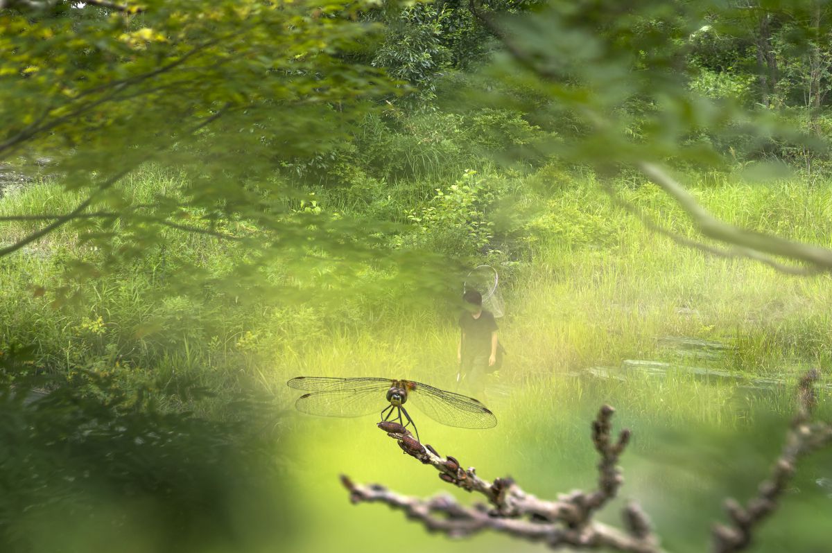 Ironic Split Field | GANREF