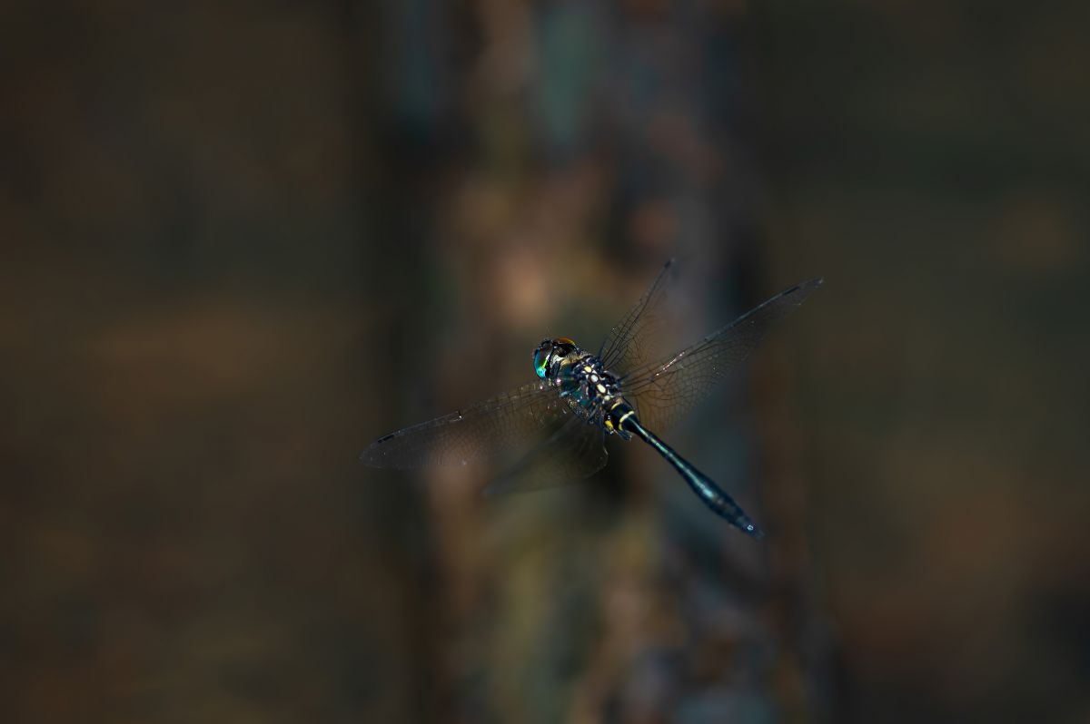 10年ぶりのhover | GANREF