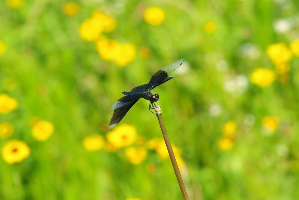 ちょうトンボ | GANREF