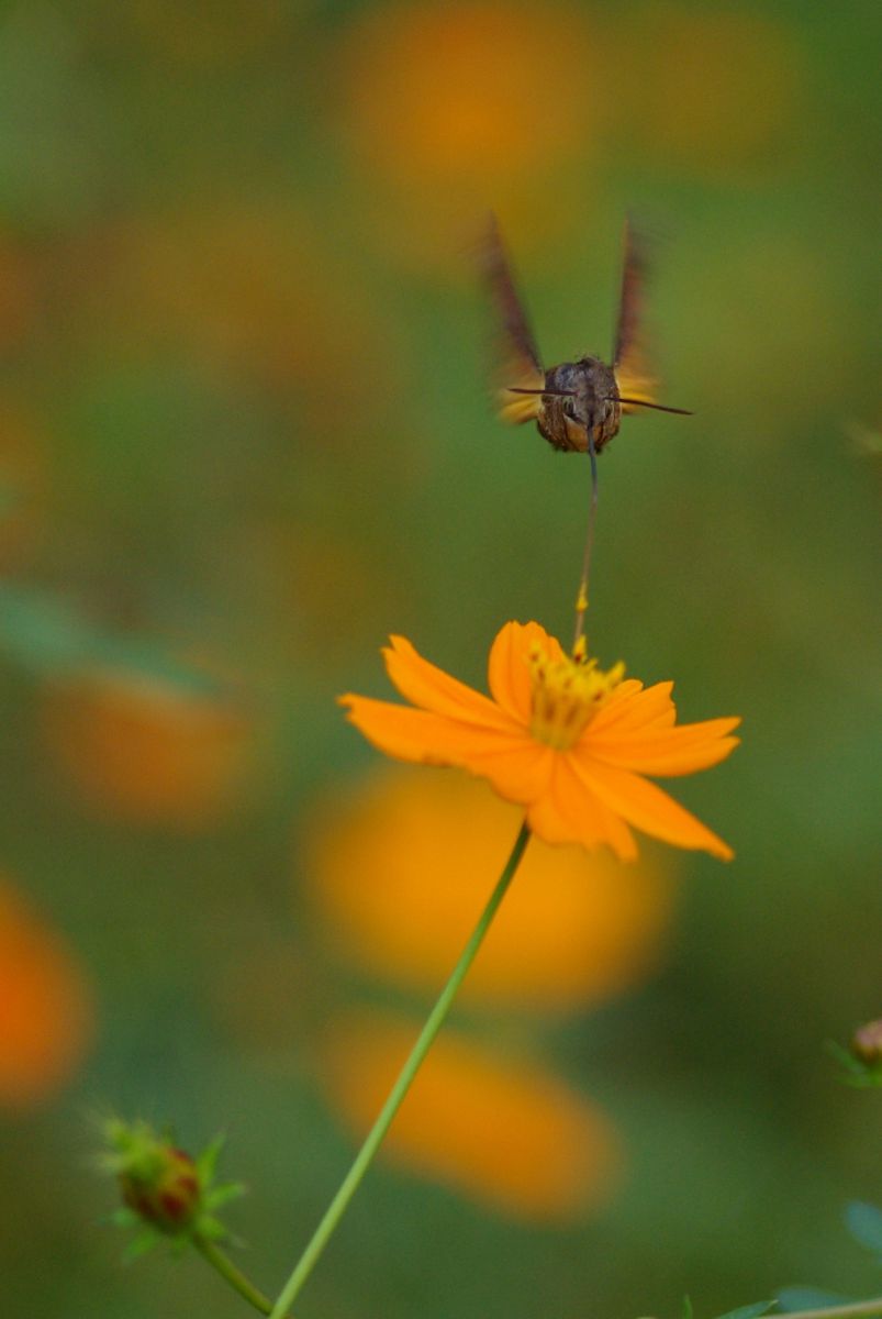 黄色コスモス | GANREF