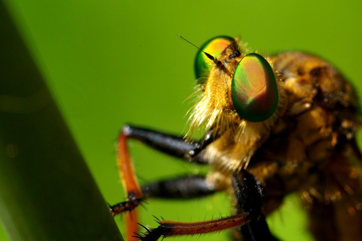 目力あり | GANREF