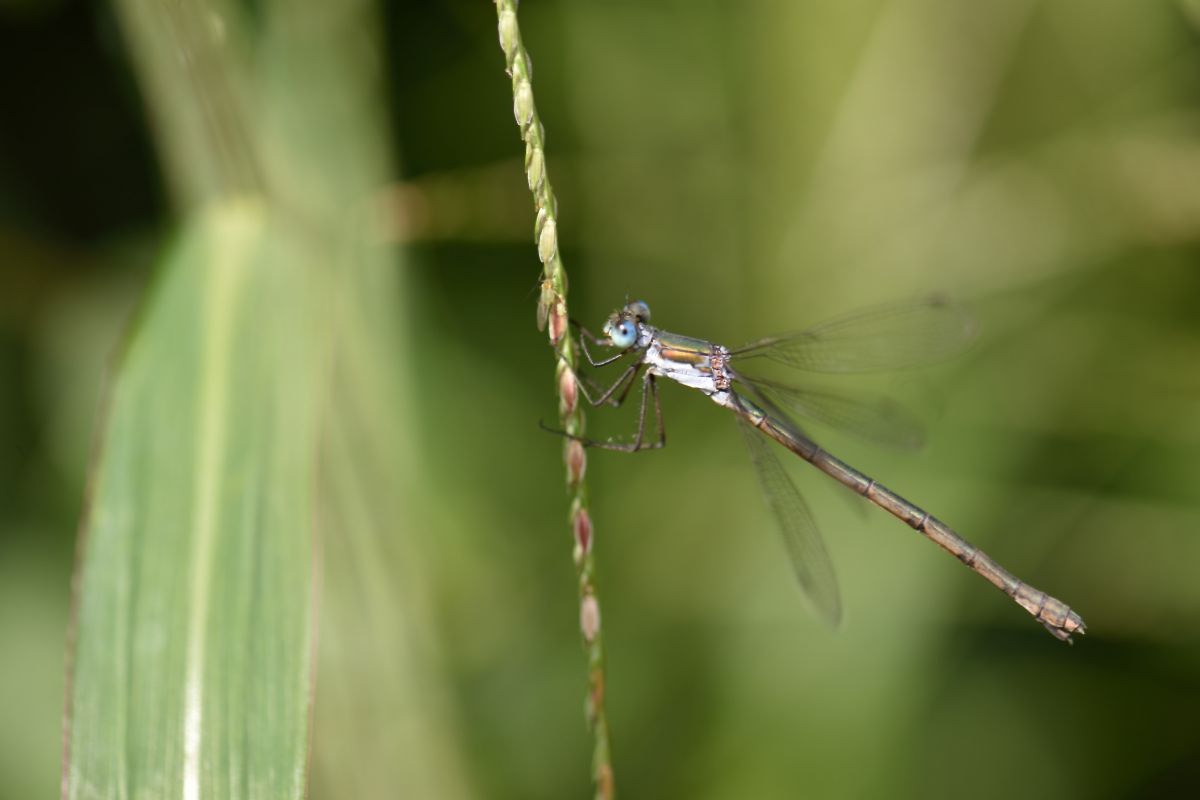 粉吹の♀ | GANREF