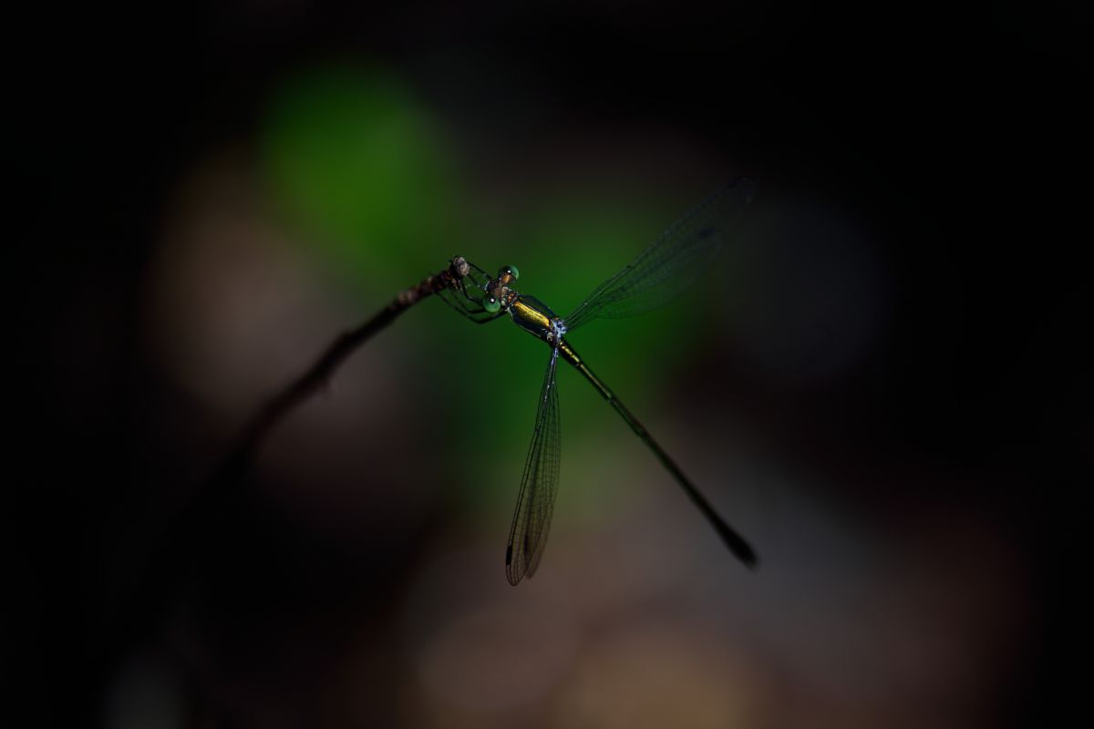 スポットライト | GANREF