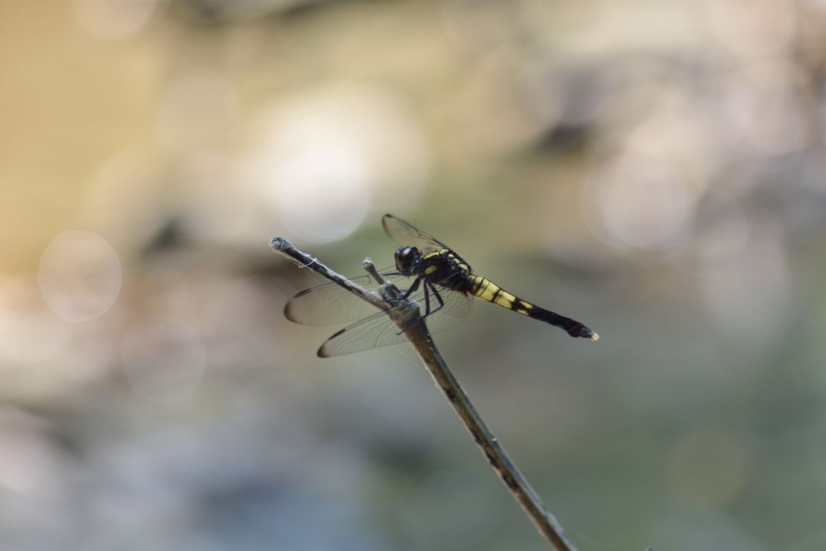 嗚呼、勘違い | GANREF