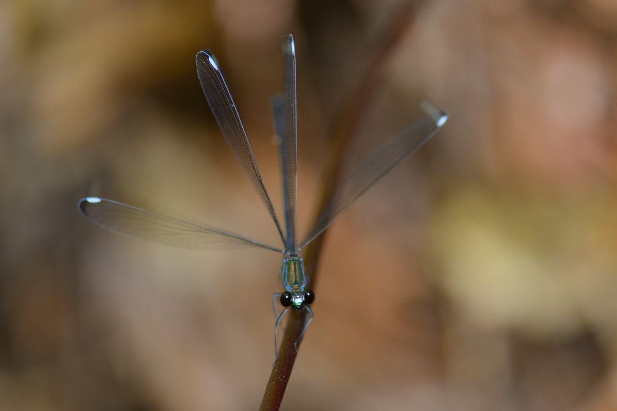 昔の名前で、、、 | GANREF