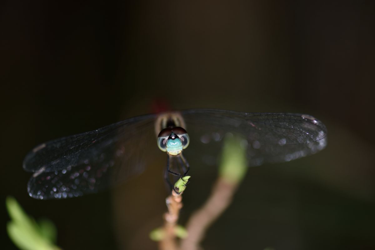 蒼白の顔面 | GANREF