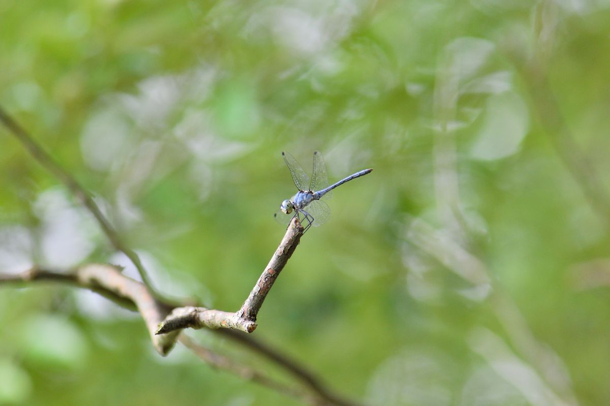 ブルージー | GANREF