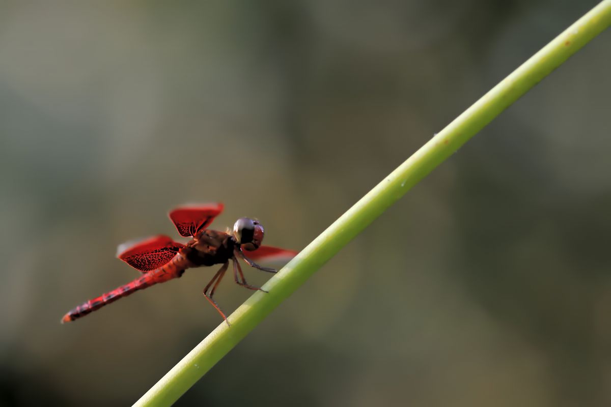 透過光の賜物 | GANREF