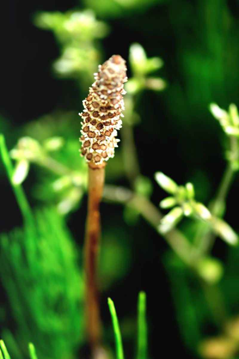 顔を出す | GANREF