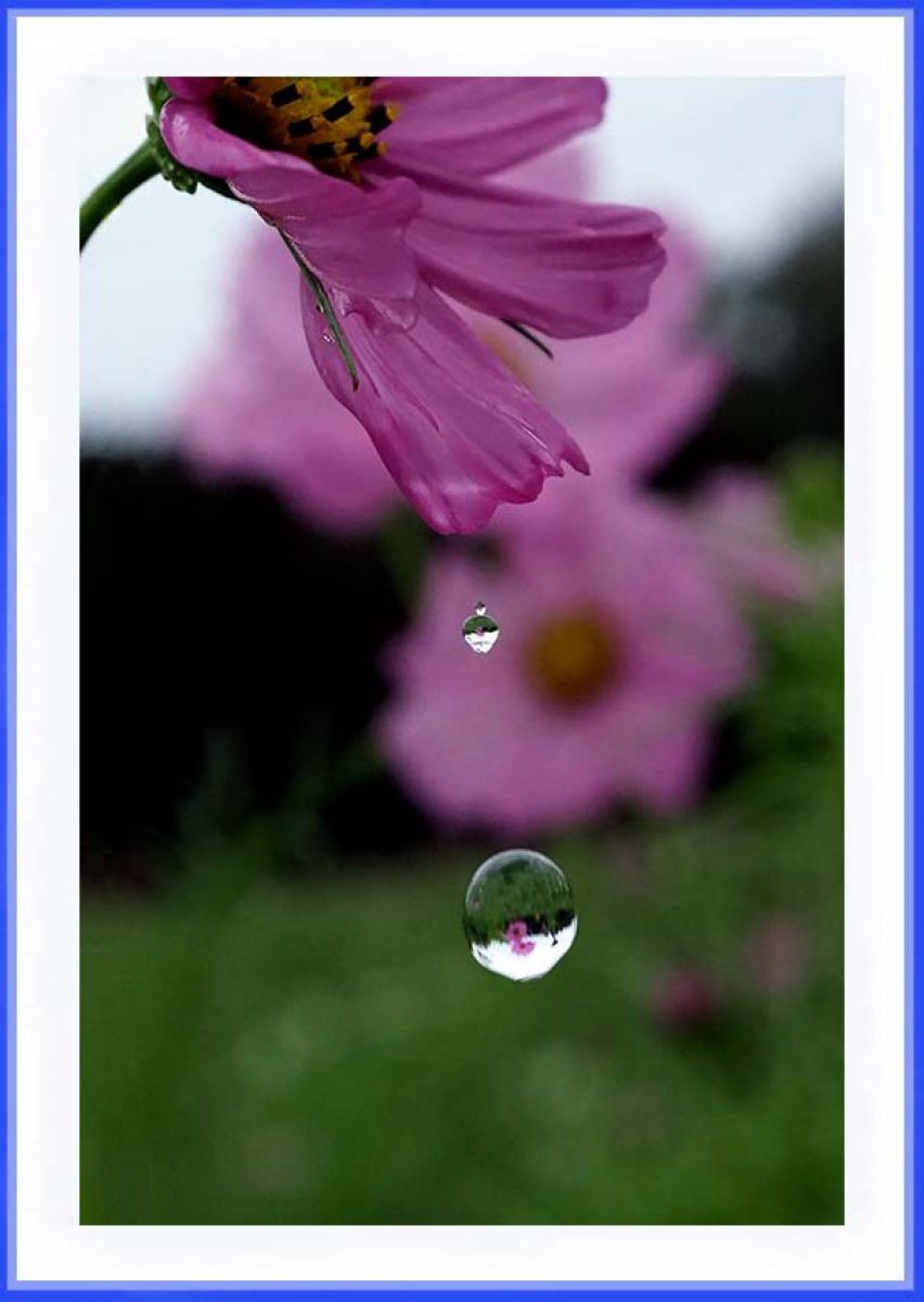 Drop Flower | GANREF