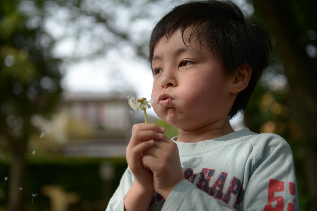 たんぽぽ 2 | GANREF