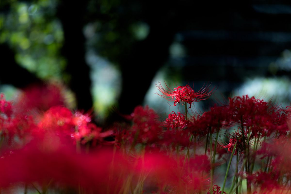 スポットライト | GANREF