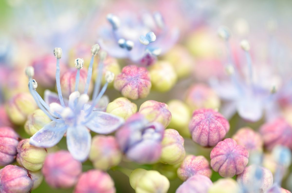 ajisai ～it's a small world～ | GANREF