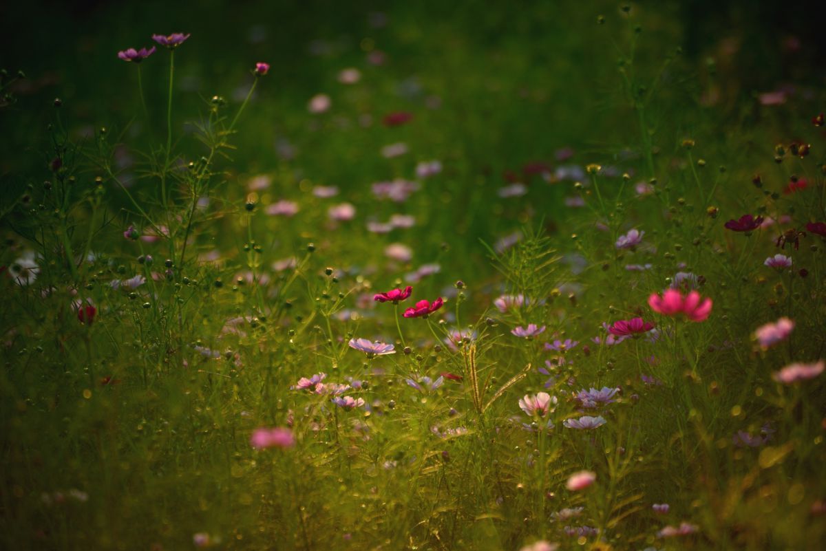 輝くとき | GANREF