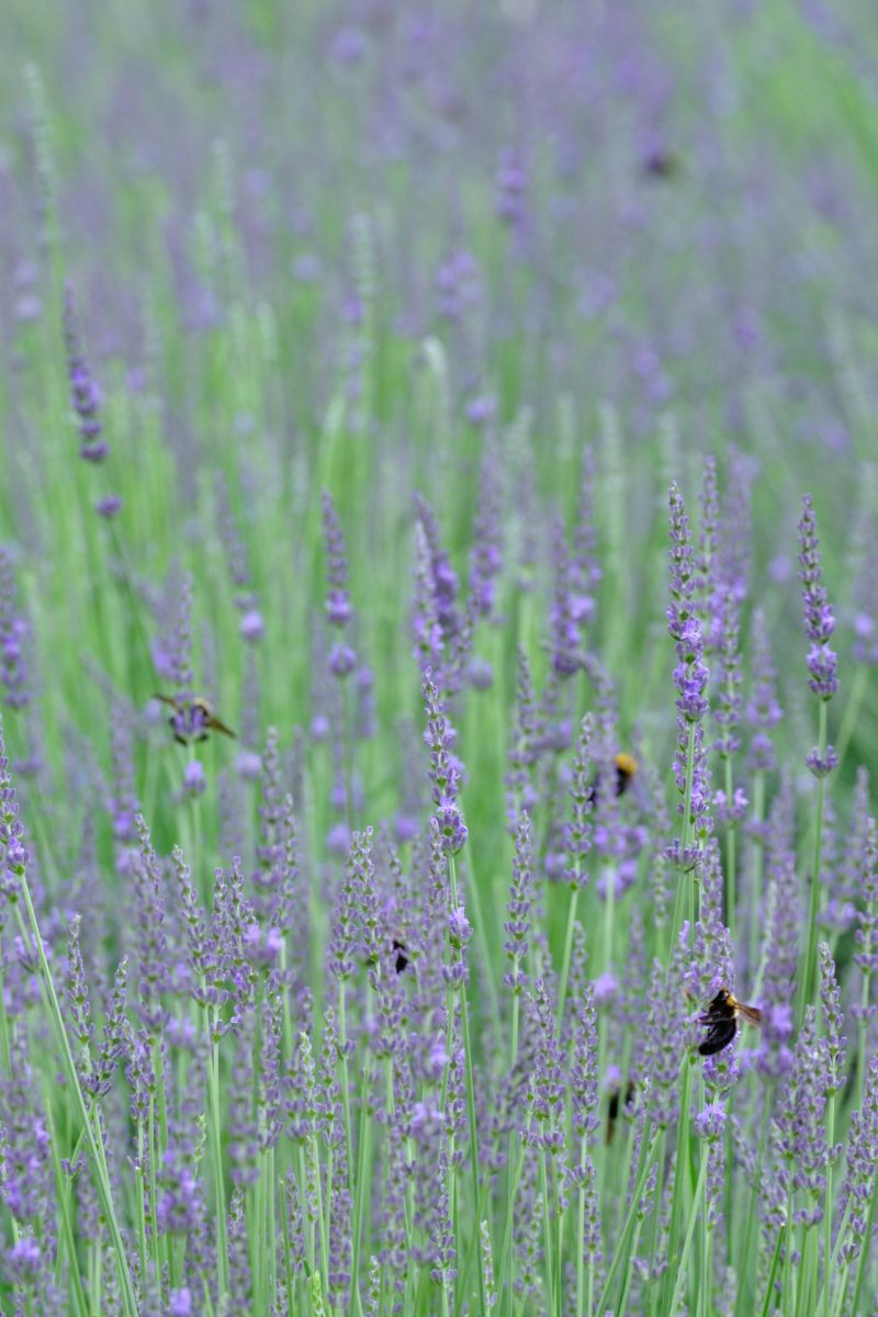 Sweet temptation♪ | GANREF