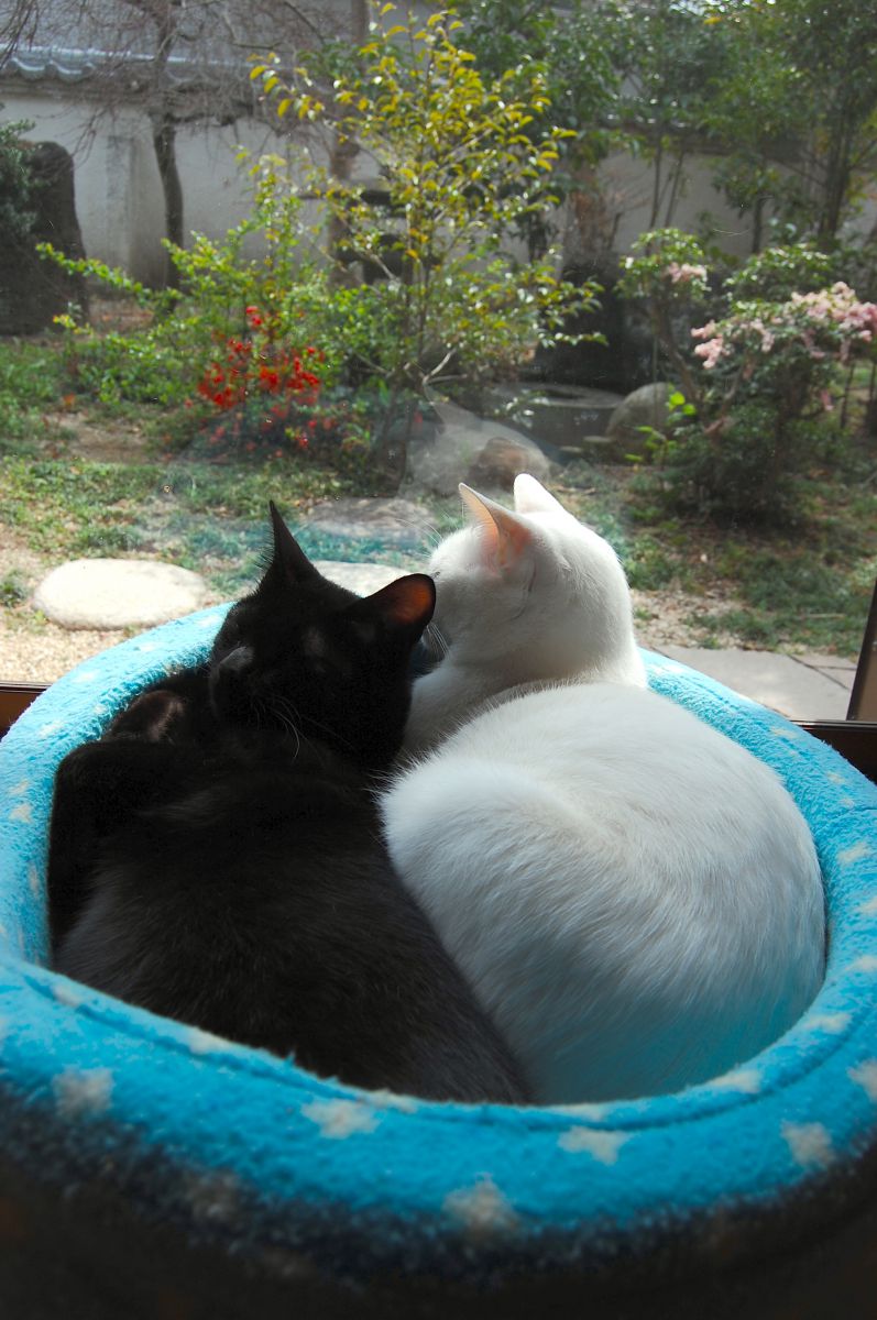 白兄黒弟 chat_0125 | GANREF