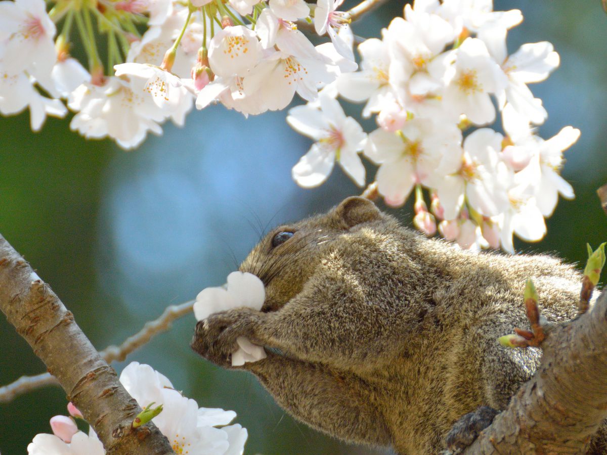 食べてるの？ | GANREF