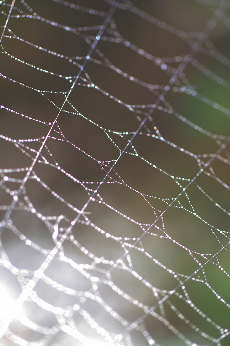 Spider's Web | GANREF