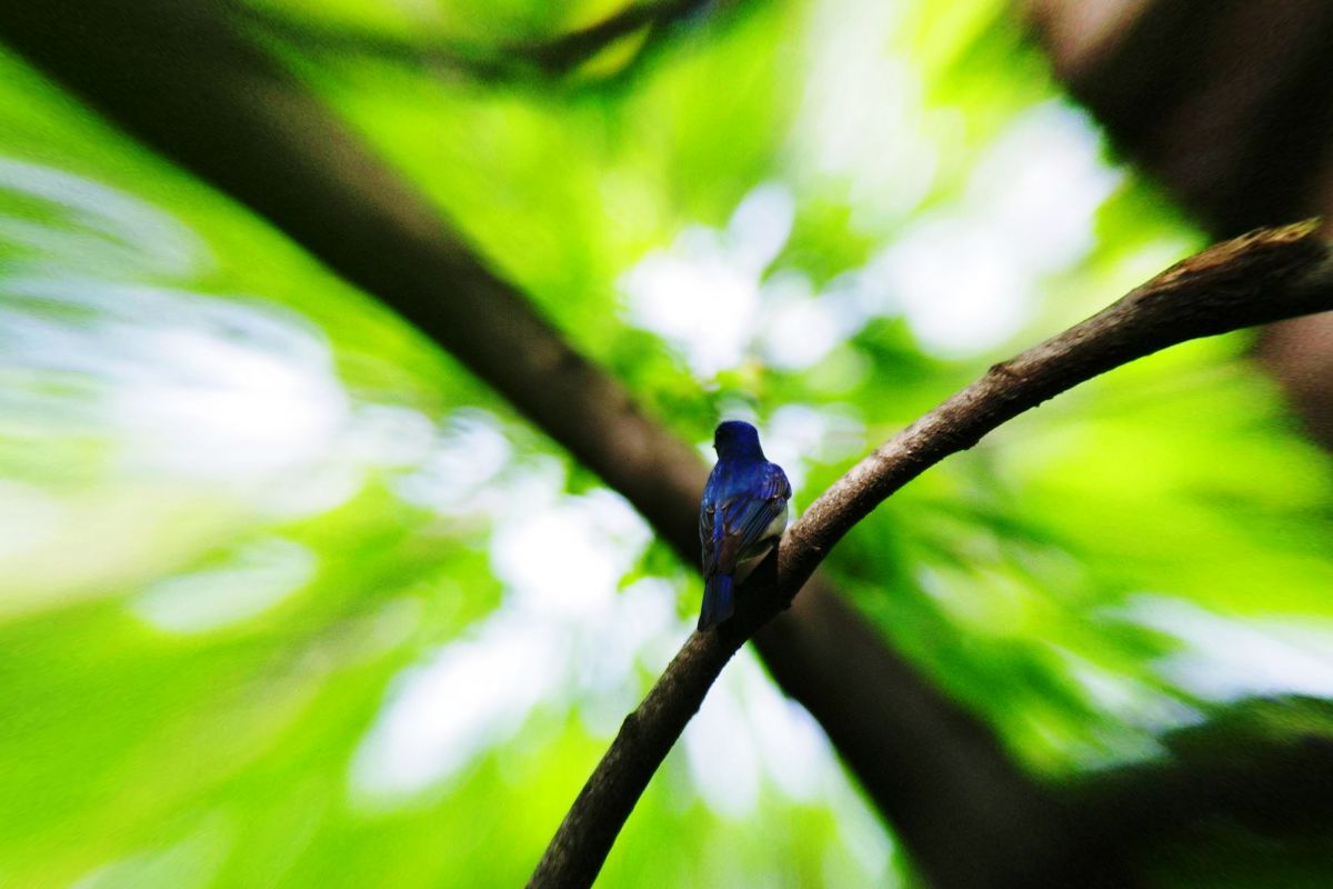 Zoom in 瑠璃色 | GANREF