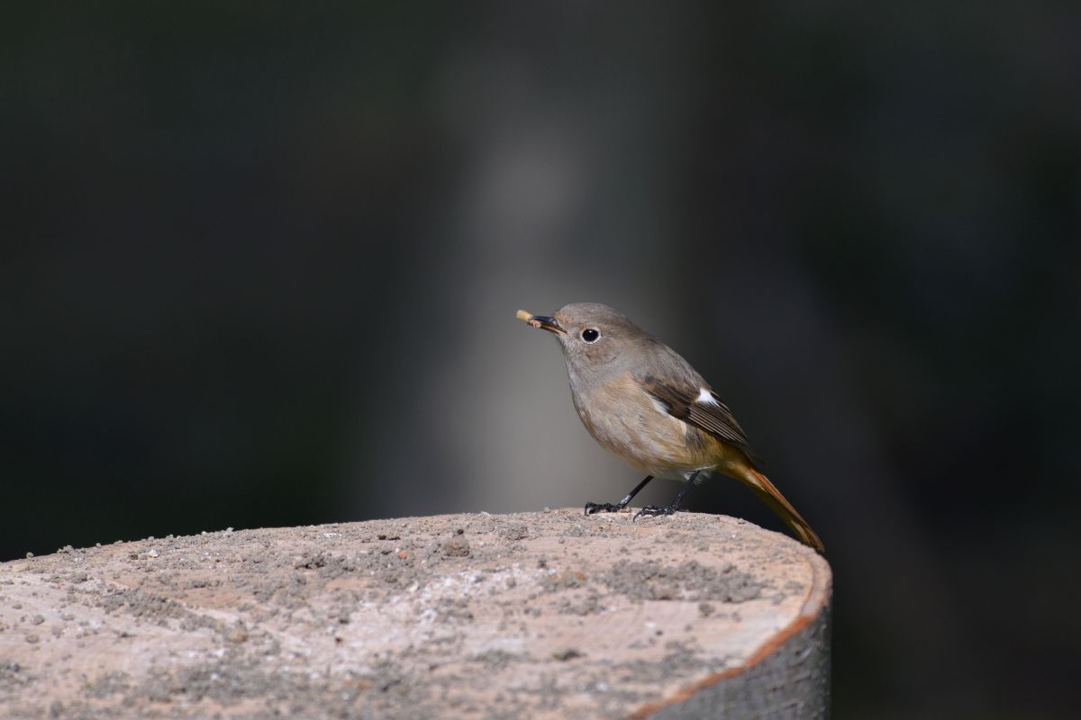 ジョビ子 | GANREF