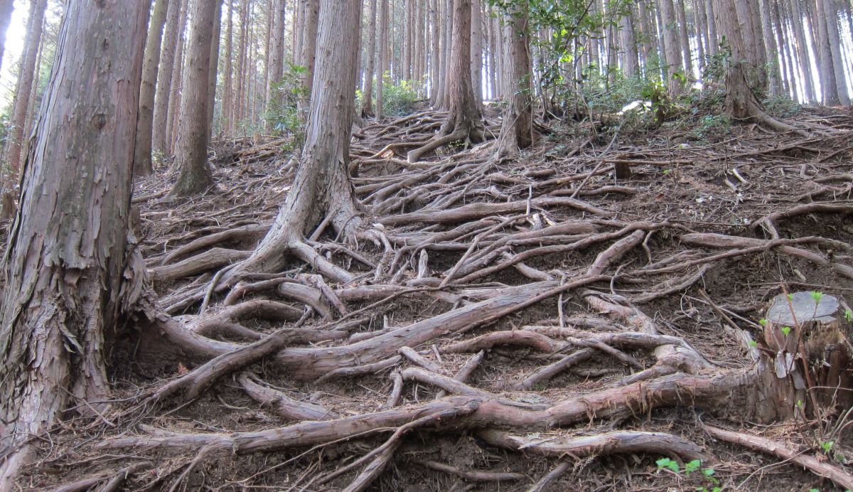 Trekking route with deep root | GANREF