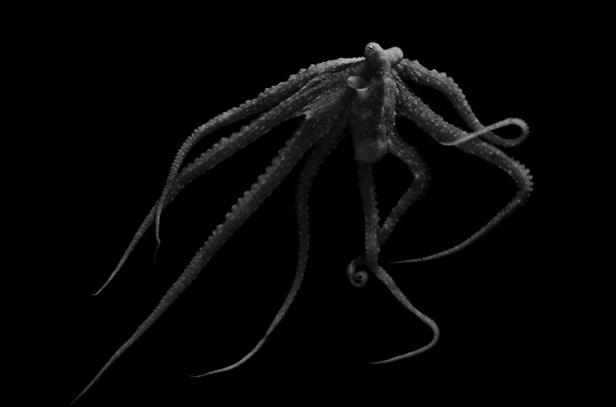 Martian Attack!! | GANREF