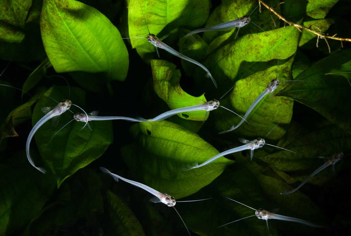 flying fish | GANREF