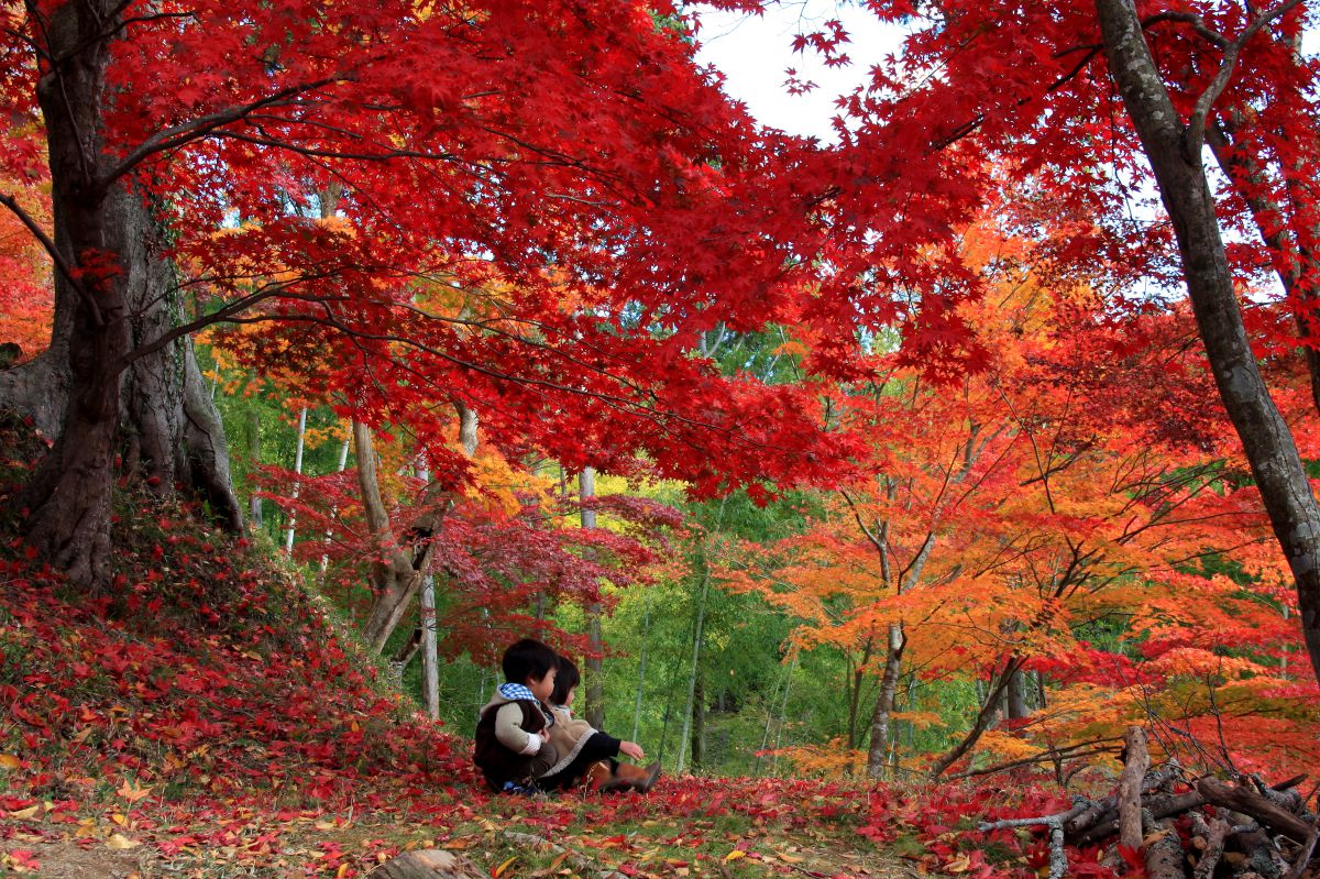 思い出.JPG | GANREF