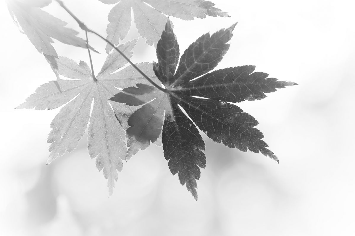 X-ray photograph of maple leaf | GANREF