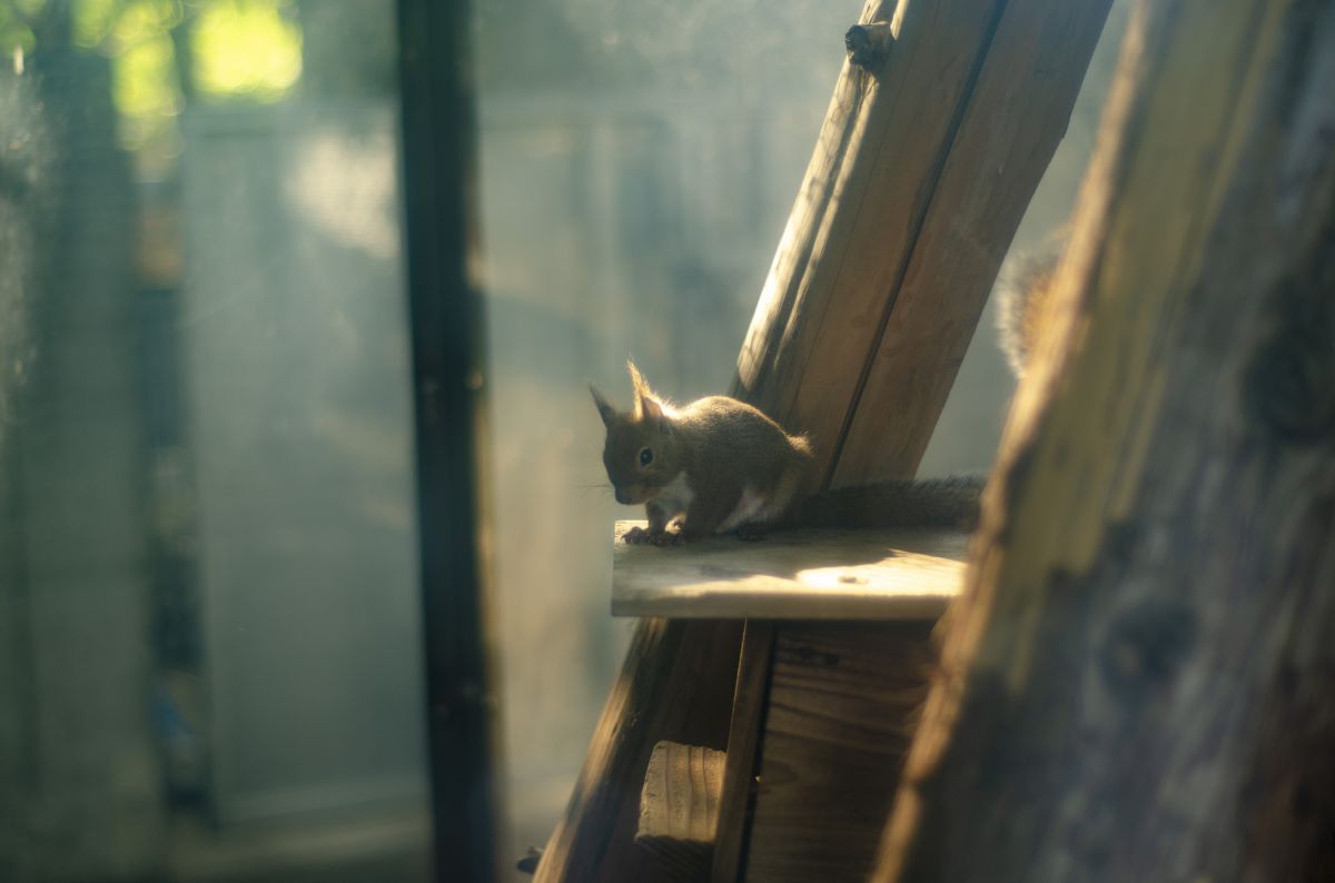 光を浴びるリス | GANREF