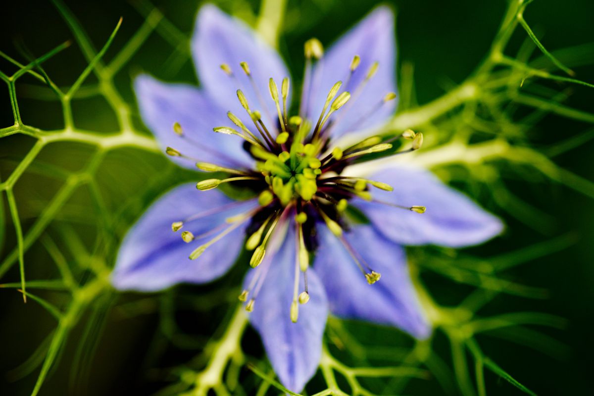 Flash and lightning | GANREF