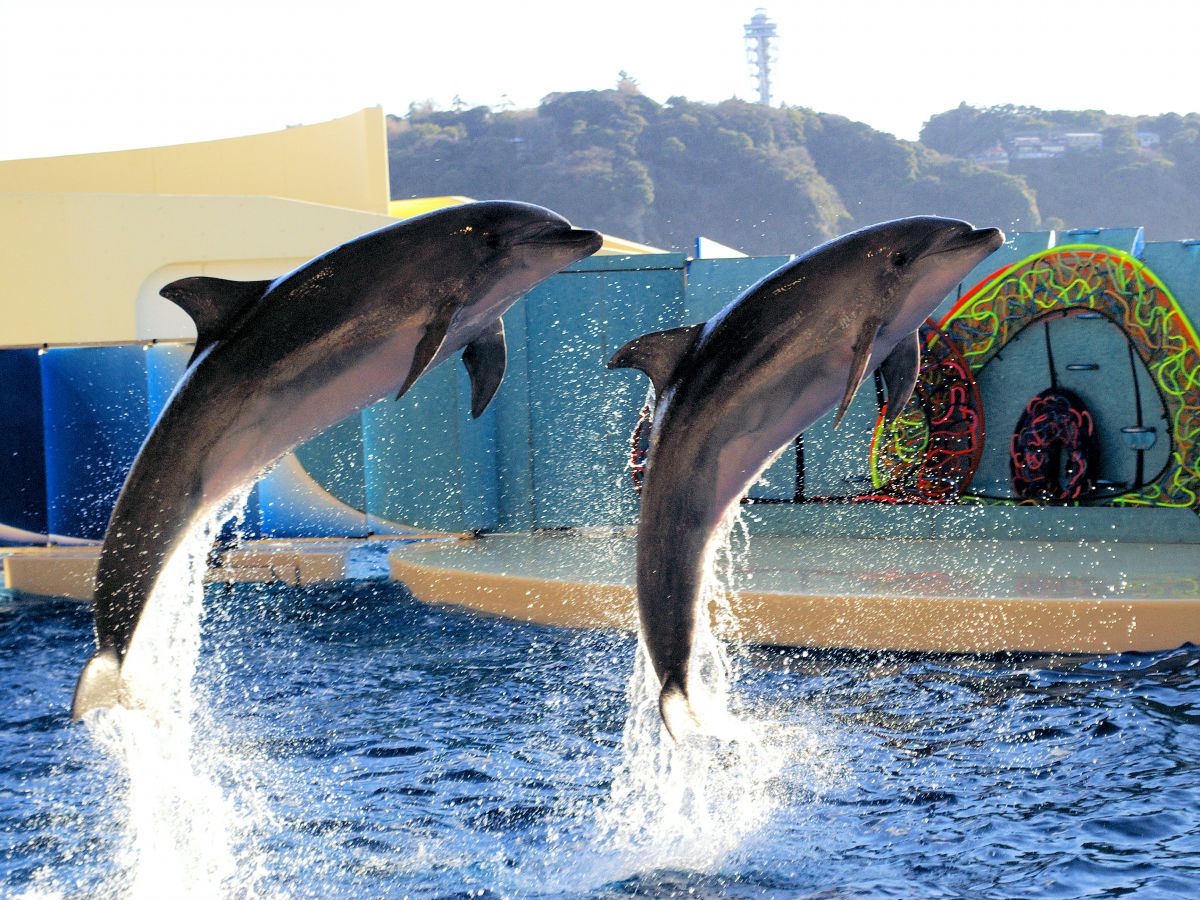 Dolphin jump | GANREF