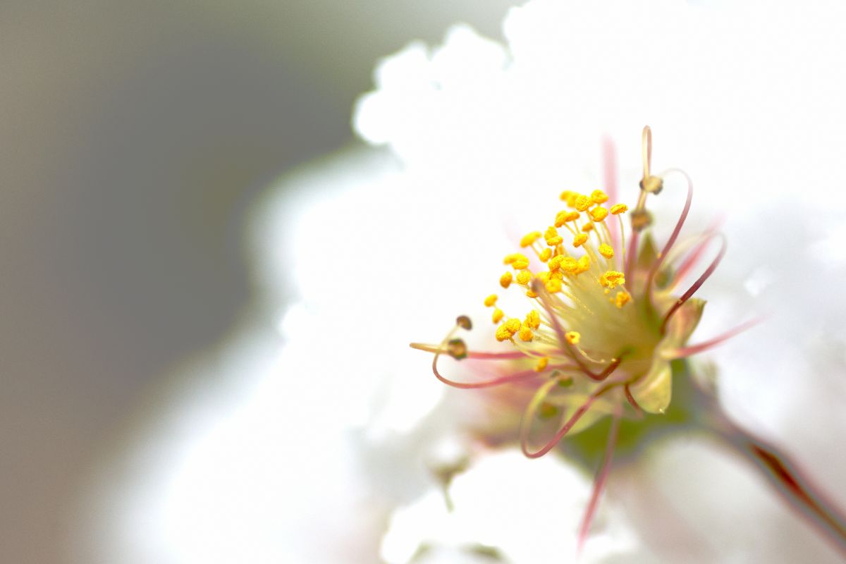 Line and Flare | GANREF