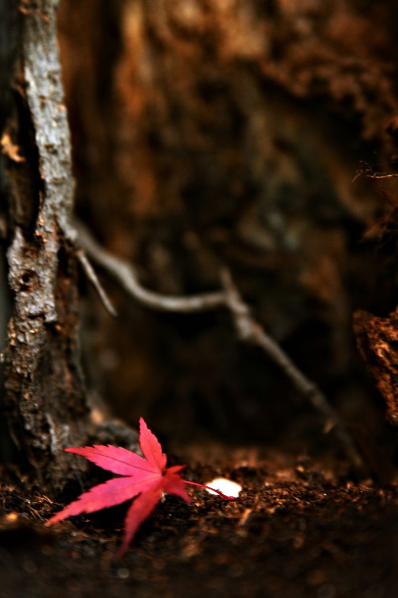 小さい秋見つけた | GANREF