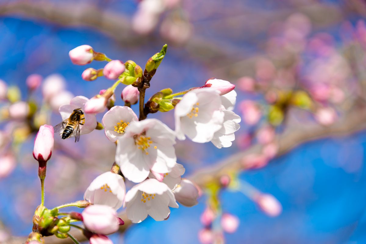 Living together | GANREF