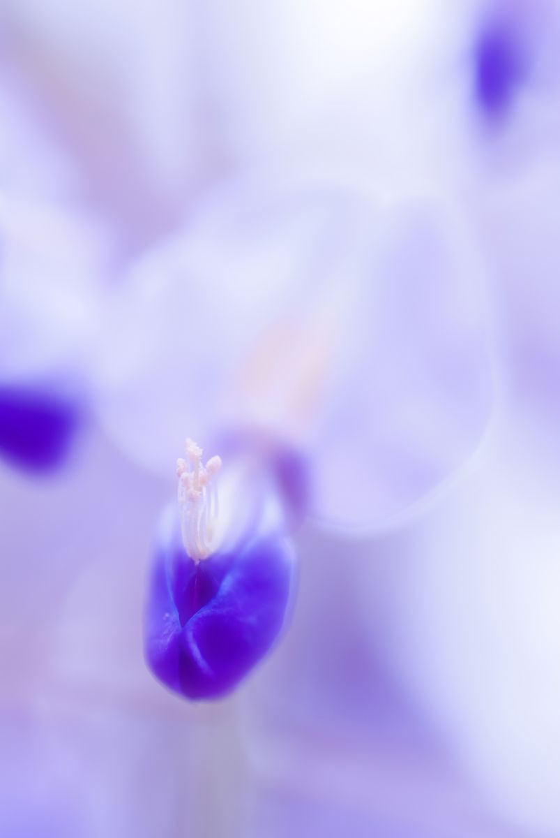 一華入魂 | GANREF