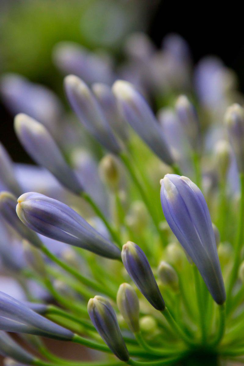 DSC00063.jpg | GANREF