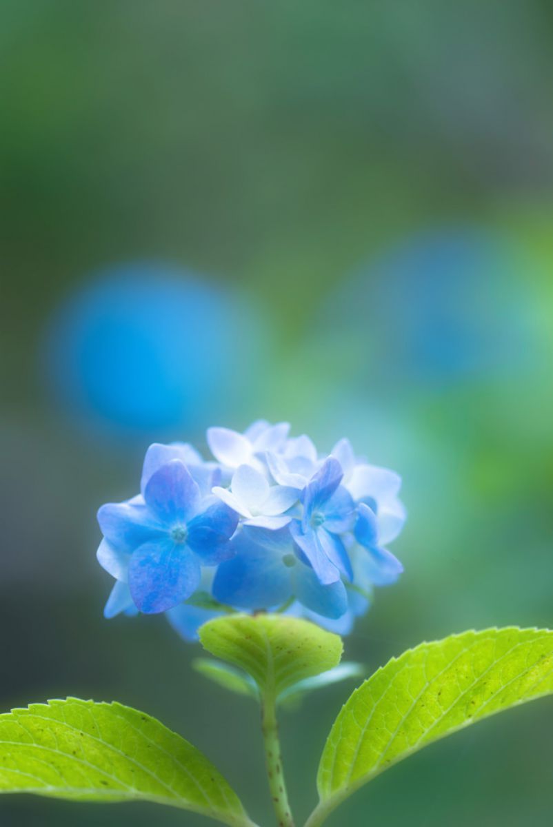 Little Prima Donna | GANREF