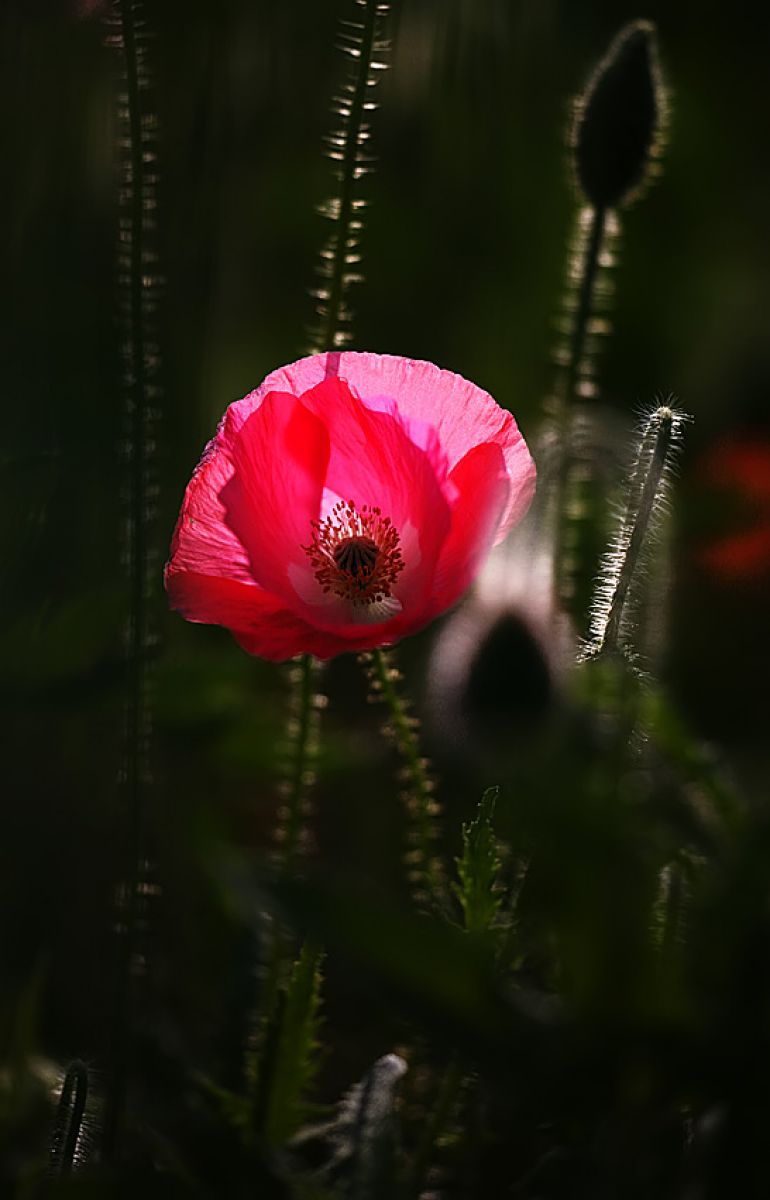 虞美人草百相07 | GANREF