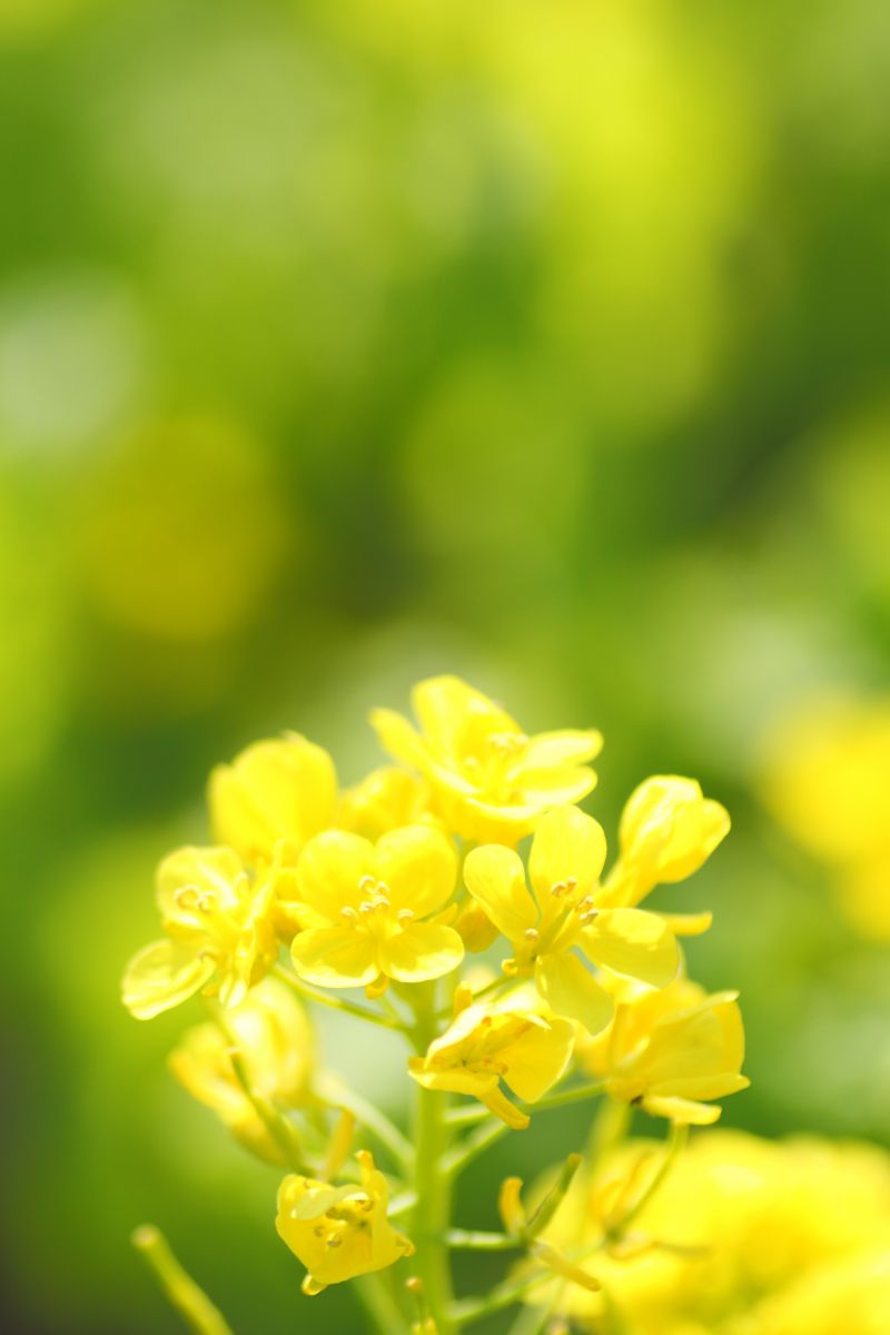 春色 dreamin' | GANREF