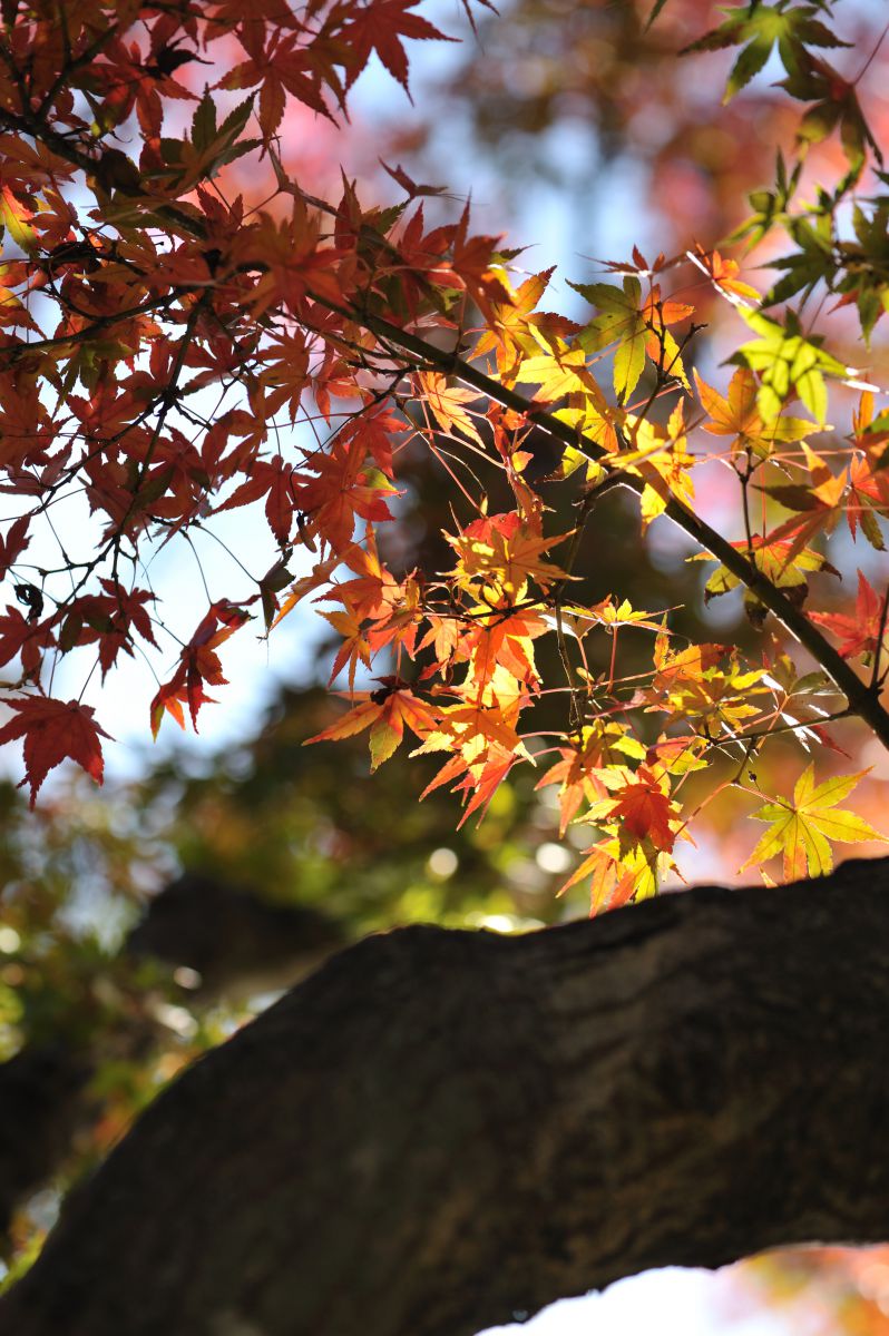 本気を見てくれ！～もみじさんより。 | GANREF